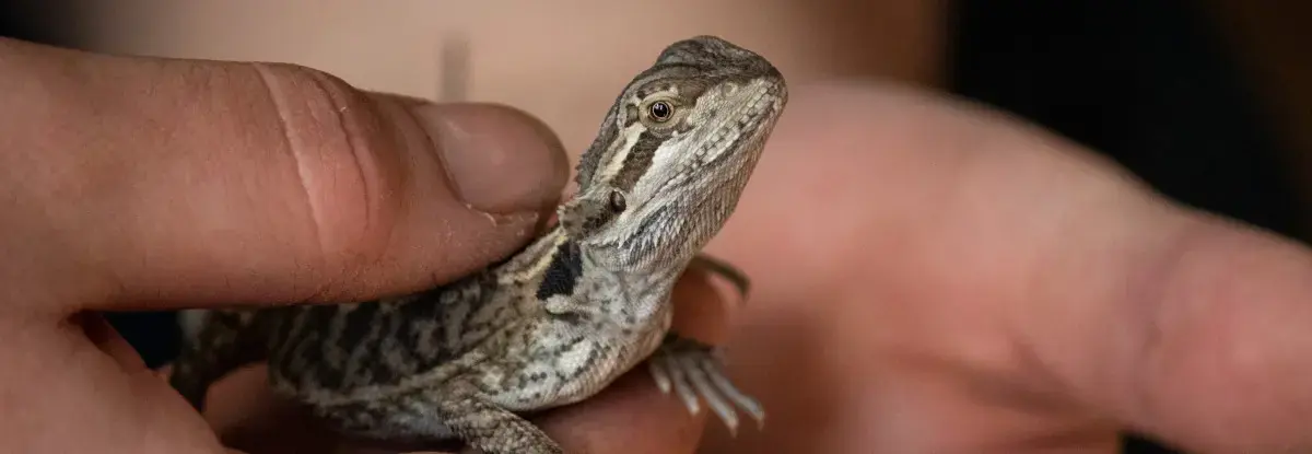 Bearded Dragon Care Guide | Pet Better with Pet Circle
