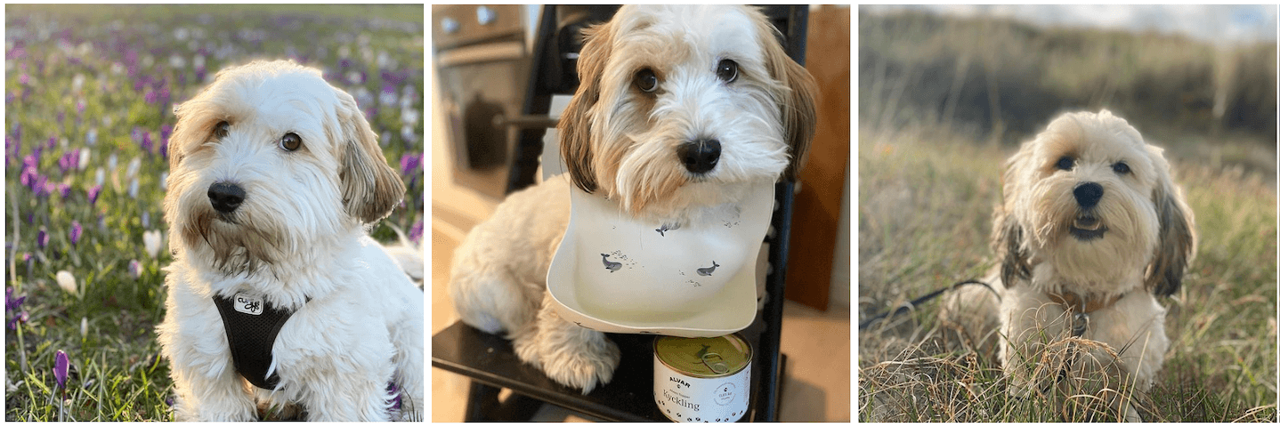 Havanese | Breed Guide | Pet Better with Pet Circle